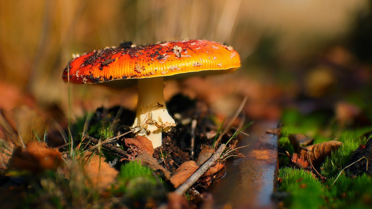 40+ Free Mushroom Photography & Mushroom Images - Pixabay