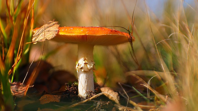Cogumelo Agarico Fungo Voar - Foto gratuita no Pixabay - Pixabay