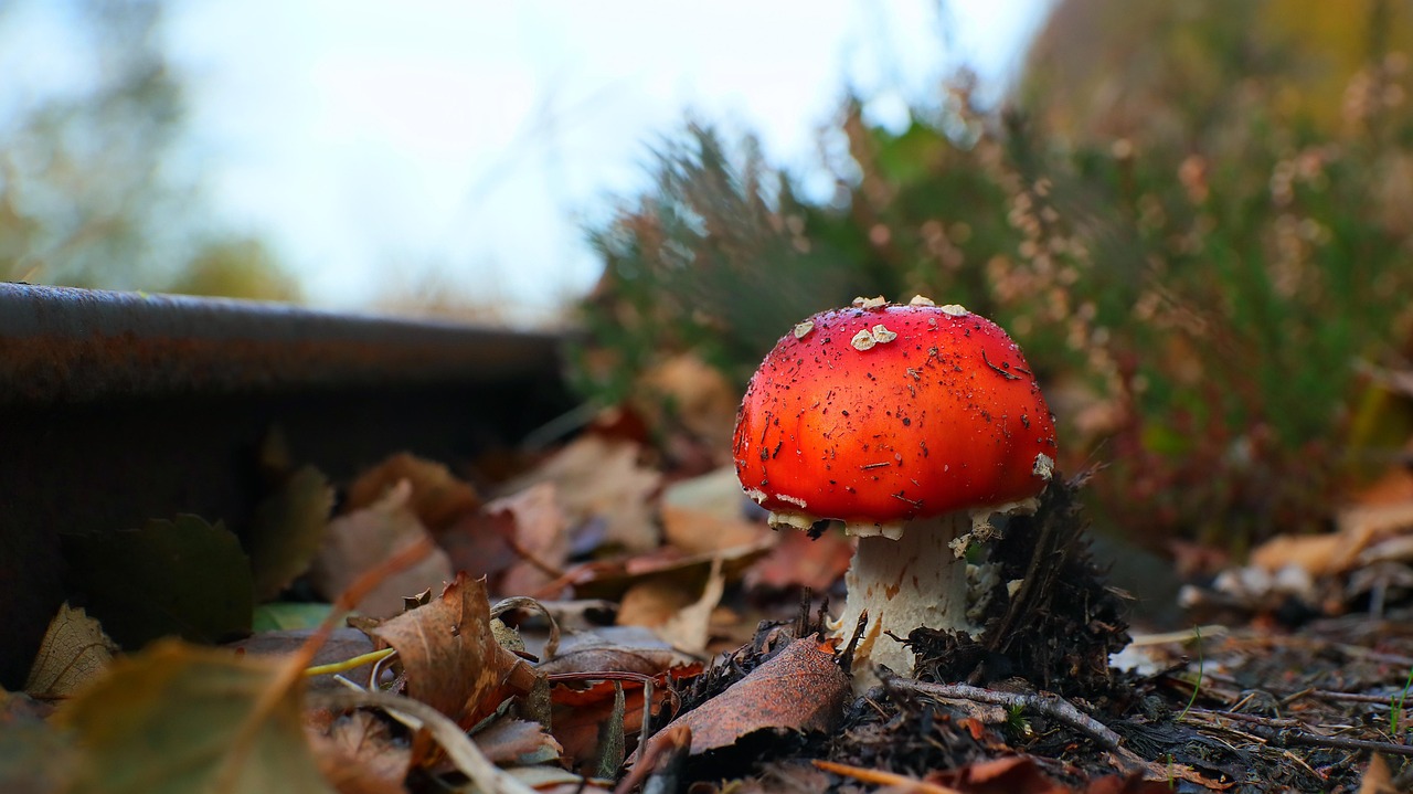 Mushroom Plant Toadstool - Free photo on Pixabay