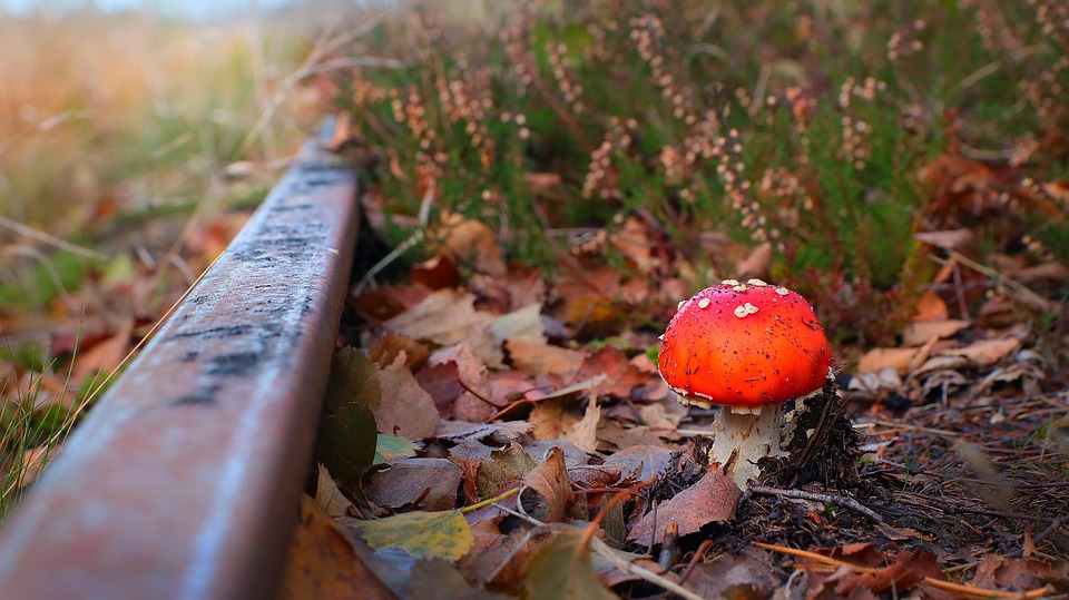 Cogumelo Agarico Fungo Voar - Foto gratuita no Pixabay - Pixabay