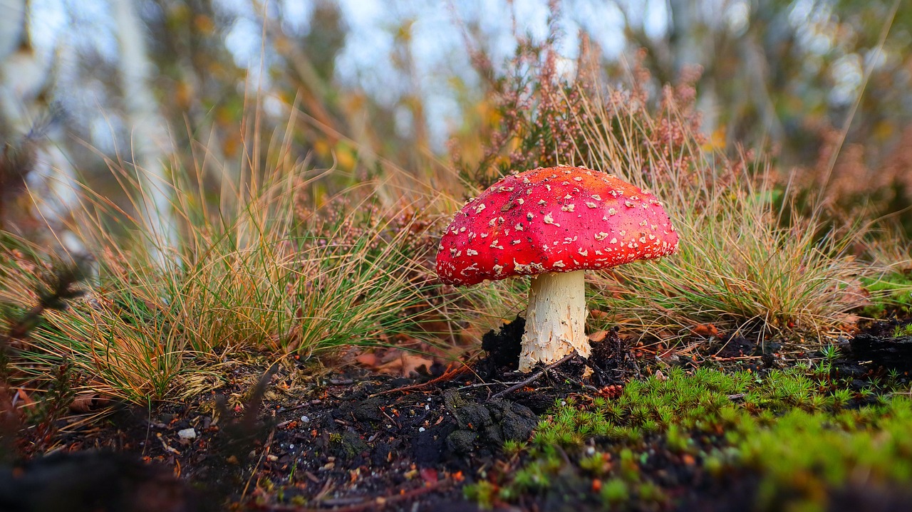Mushroom Fly Agaric Fungus - Free photo on Pixabay - Pixabay