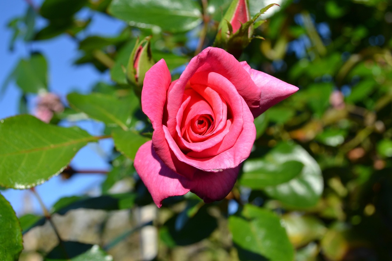 Rose Fleur De - Photo gratuite sur Pixabay - Pixabay