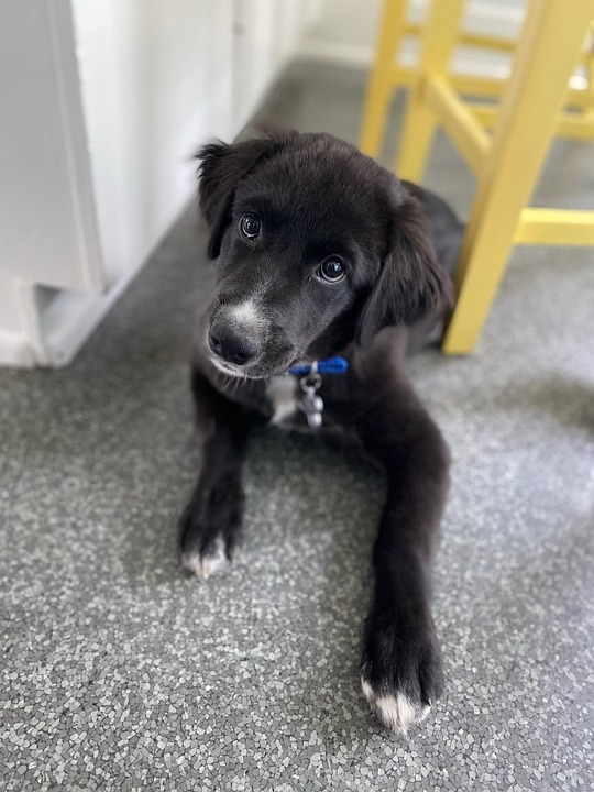 Puppy Dog Chillin - Free photo on Pixabay - Pixabay