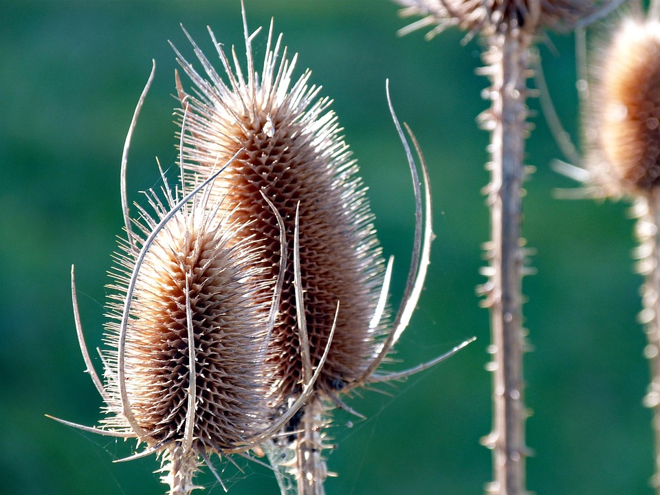 Teasel Flowers Seed Heads - Free photo on Pixabay