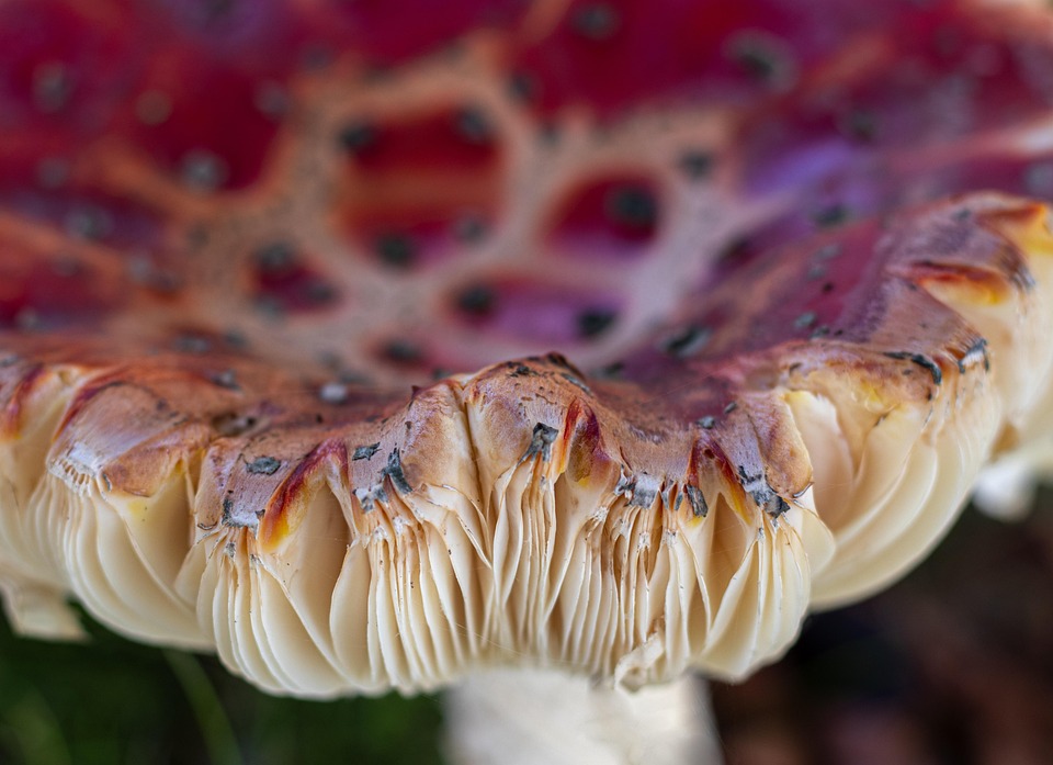 Mushroom Plant Toadstool - Free photo on Pixabay
