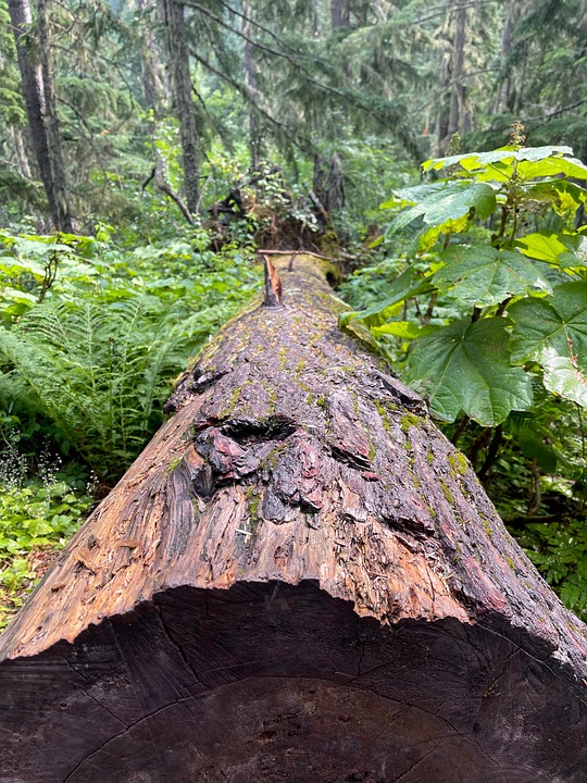 Tree Trunk Trees Forest - Free photo on Pixabay - Pixabay