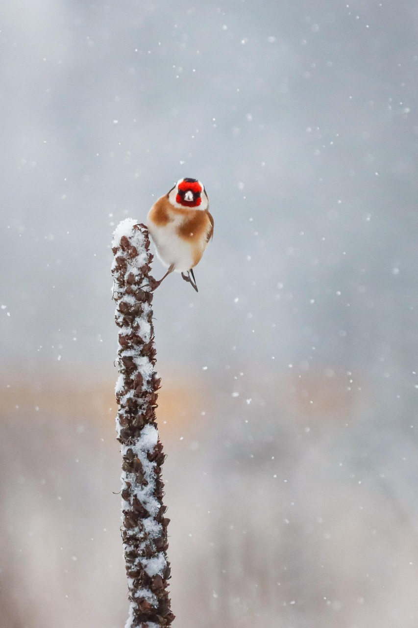 Bird Winter Snowfall - Free photo on Pixabay