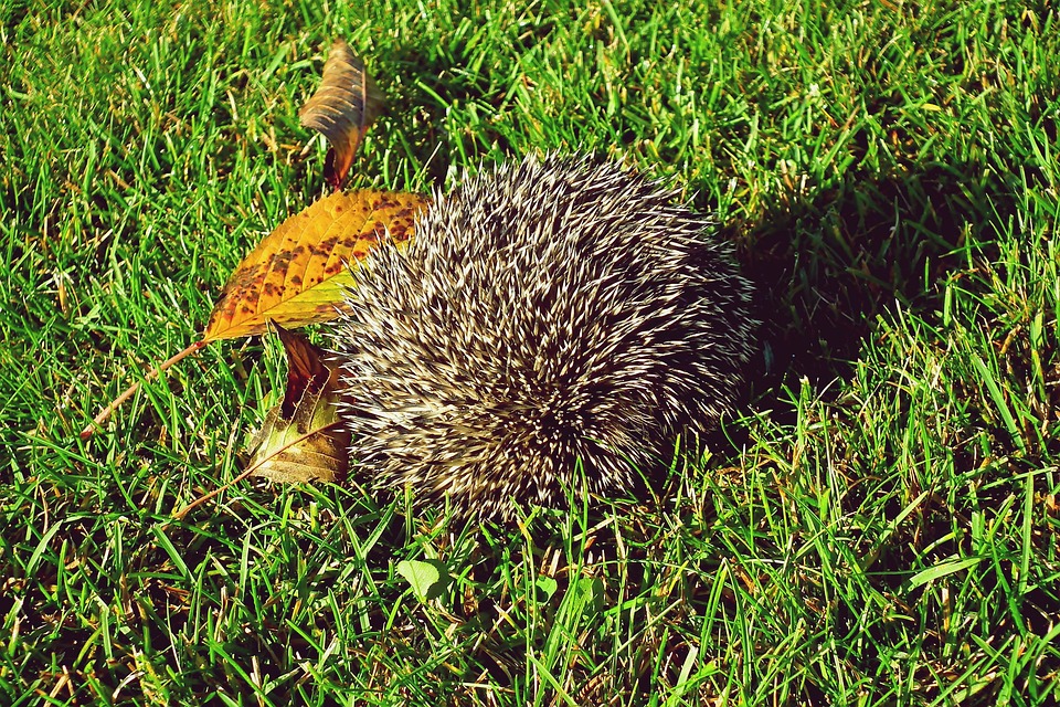 Egel Huisdier Dier - Gratis foto op Pixabay - Pixabay