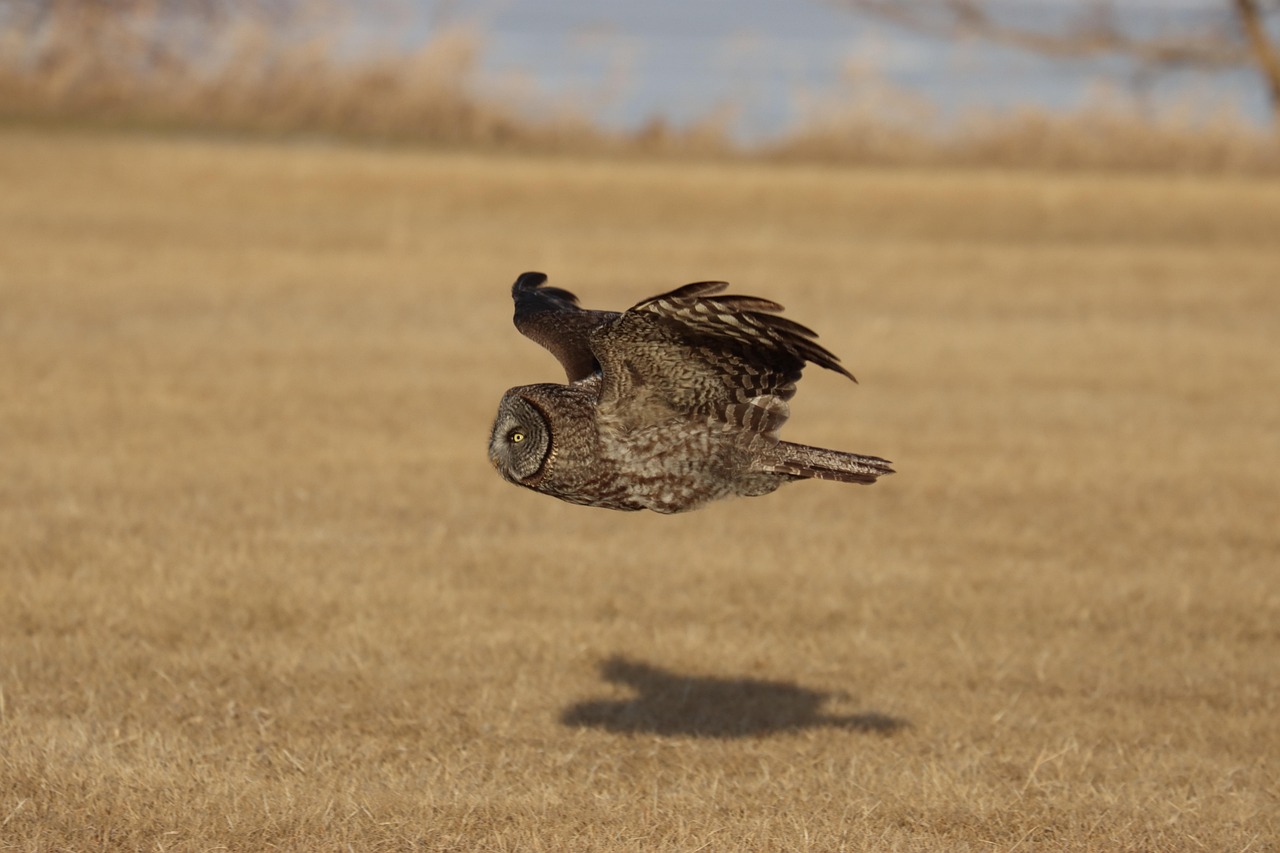 Uil Vogel Dieren In Het Wild - Gratis foto op Pixabay