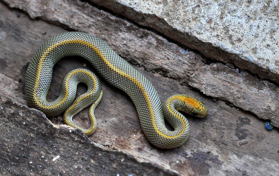 Cobra Doméstica Africana - Foto gratuita no Pixabay - Pixabay