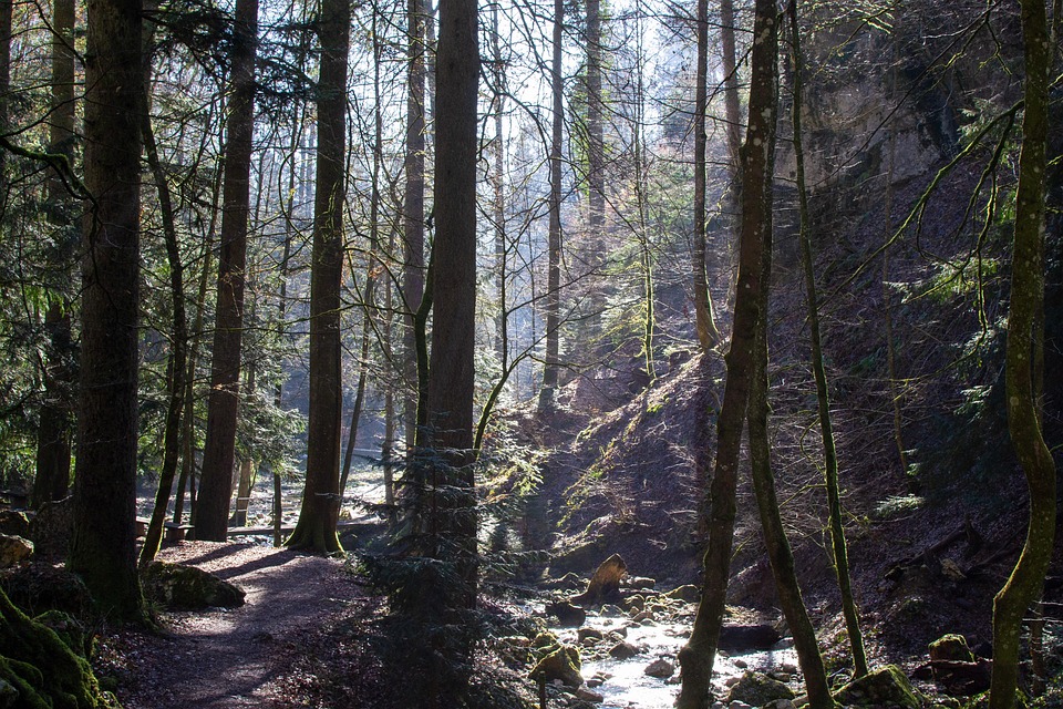 Forest Nature Devil'S Canyon - Free photo on Pixabay - Pixabay