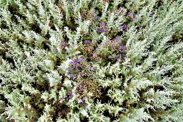 Sea Lavender Flora Nature Wadden - Free photo on Pixabay - Pixabay
