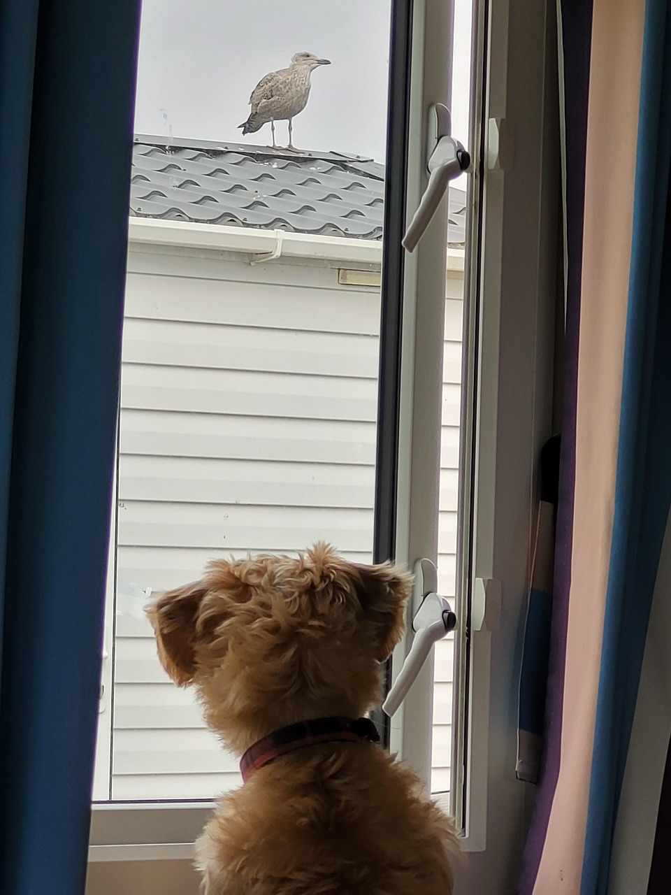 Dog Seagull Bird - Free photo on Pixabay - Pixabay