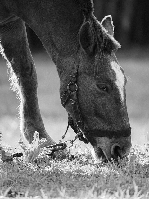 Horse Grazing Pasture - Free photo on Pixabay - Pixabay Horse Grazing Pasture - Free photo on Pixabay - Pixabay