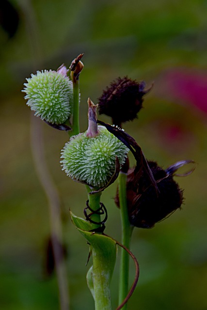 Canna Lily Fruits Plant Seed - Free photo on Pixabay
