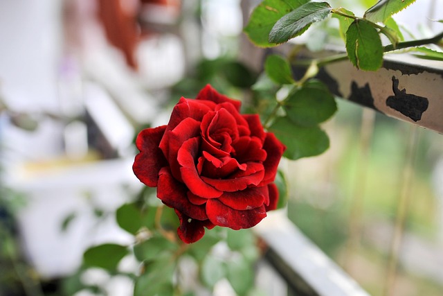 Bunga Mawar Merah - Foto gratis di Pixabay - Pixabay