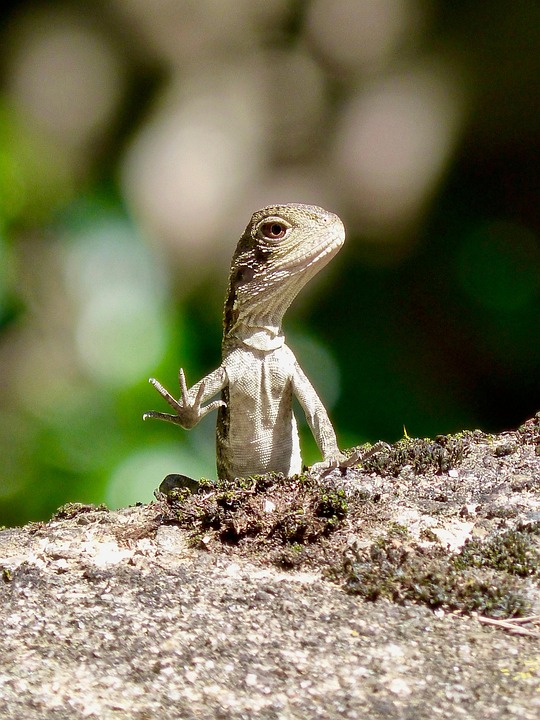 Lizard Reptile Scaly - Free photo on Pixabay