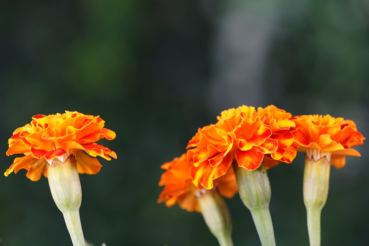 Flowers Marigold Nature - Free photo on Pixabay