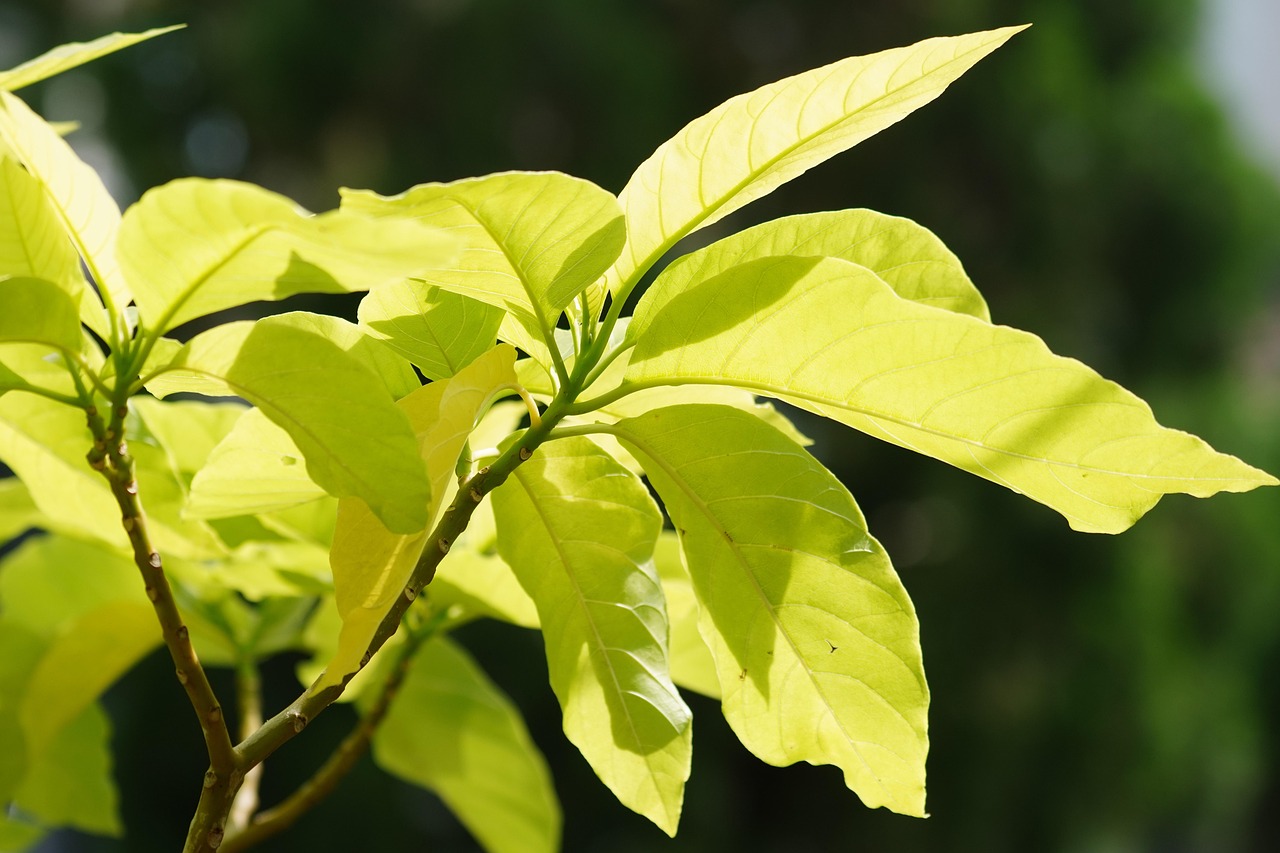 Folhas Natureza Botânica - Foto gratuita no Pixabay - Pixabay