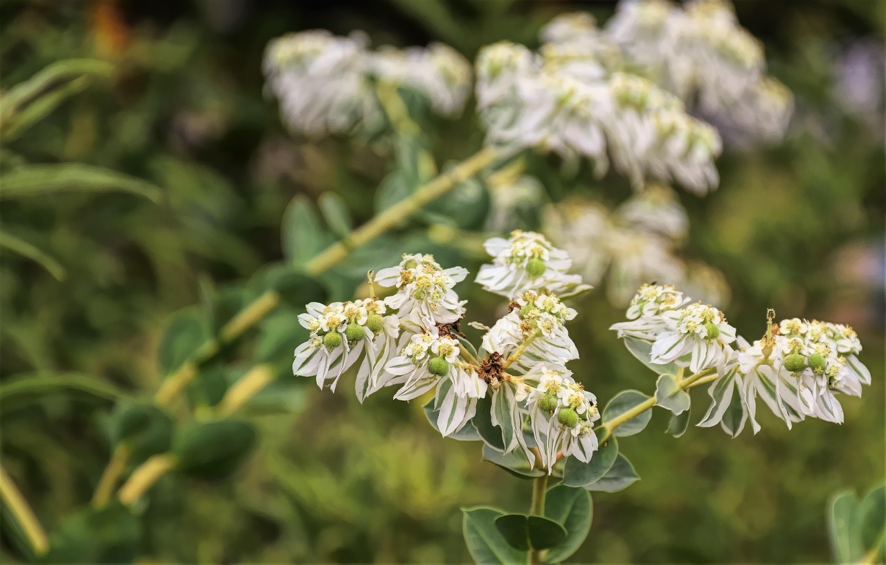 Fleurs Bloom Botanique - Photo gratuite sur Pixabay - Pixabay
