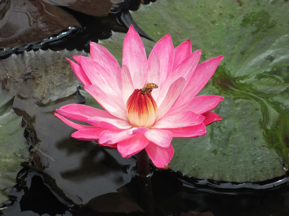 Lotus Çiçek Gölet - Pixabay'de ücretsiz fotoğraf
