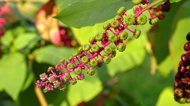 Phytolacca Americana Rose Nature - Photo gratuite sur Pixabay