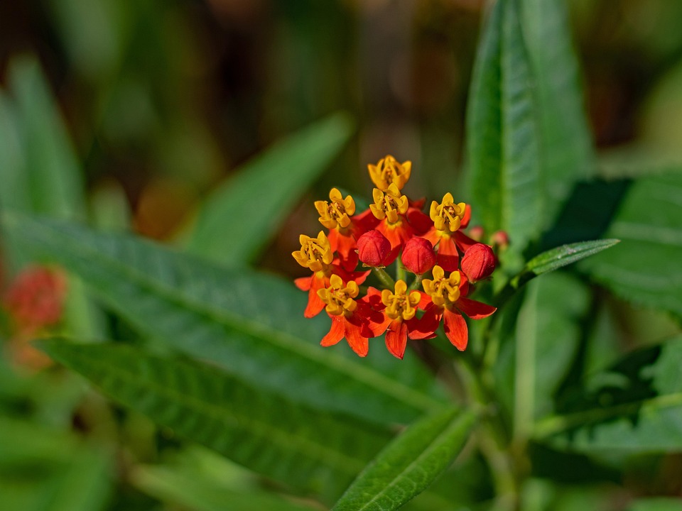 Asclepias Tuberosa Milkweed - Free photo on Pixabay - Pixabay