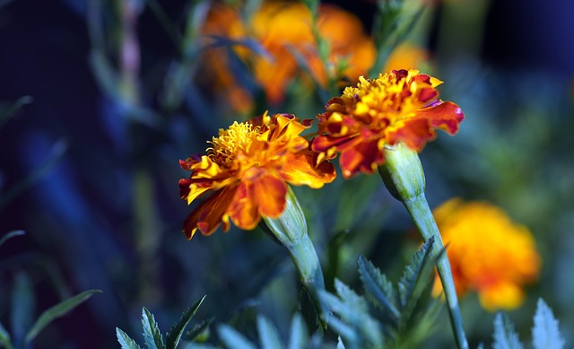 Fleurs Souci Nature - Photo gratuite sur Pixabay - Pixabay