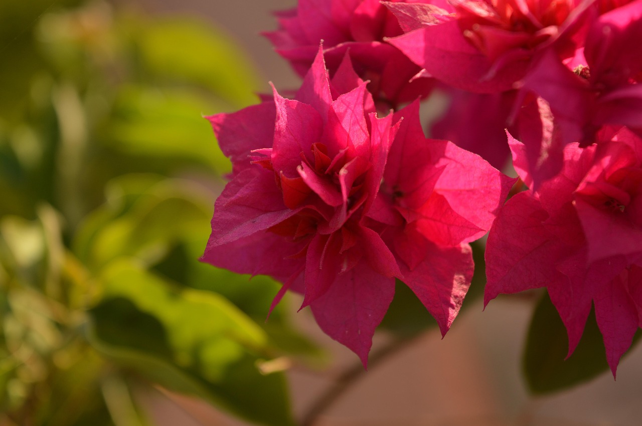 Bougainvilleas Flowers Pink - Free photo on Pixabay - Pixabay