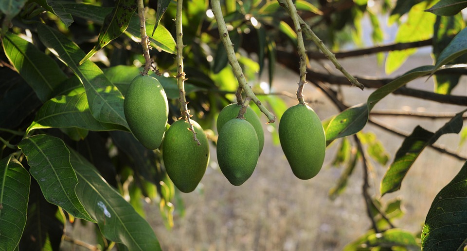 Mangoes Fruits Food - Free photo on Pixabay