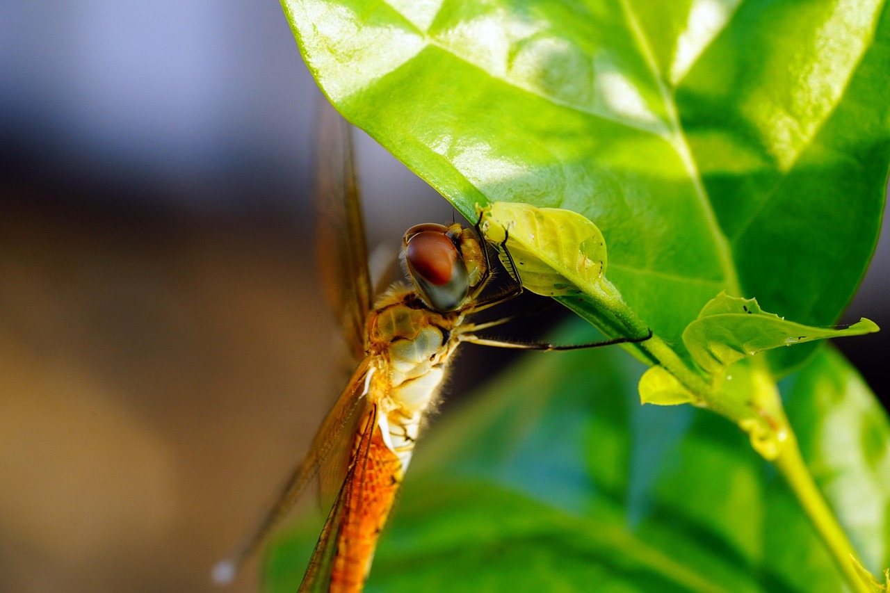 Libellule Insecte Macro - Photo gratuite sur Pixabay - Pixabay
