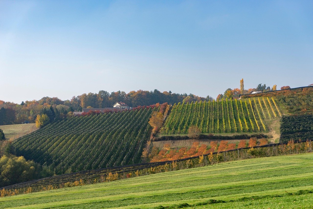 5+ Free Orchard Hills & Orchard Images - Pixabay