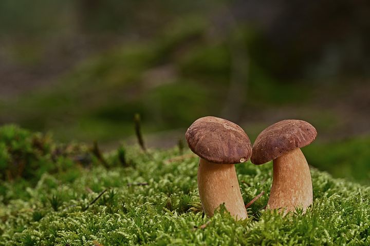 Viac ako 600 bezplatných obrázkov na témy Jedlé Huby a Huby - Pixabay