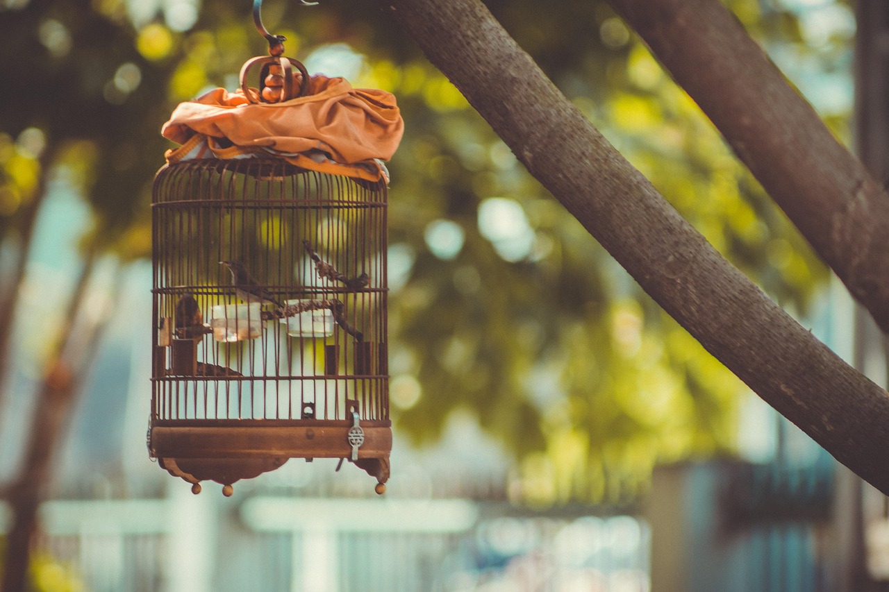 Bird Cage Tree - Free photo on Pixabay