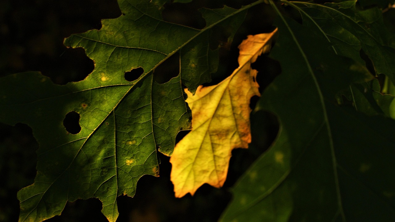 Daun Oak Musim Gugur Senja - Foto gratis di Pixabay - Pixabay