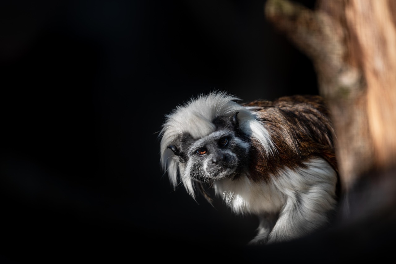 Cotton-Top Tamarin Monkey Animal - Free photo on Pixabay