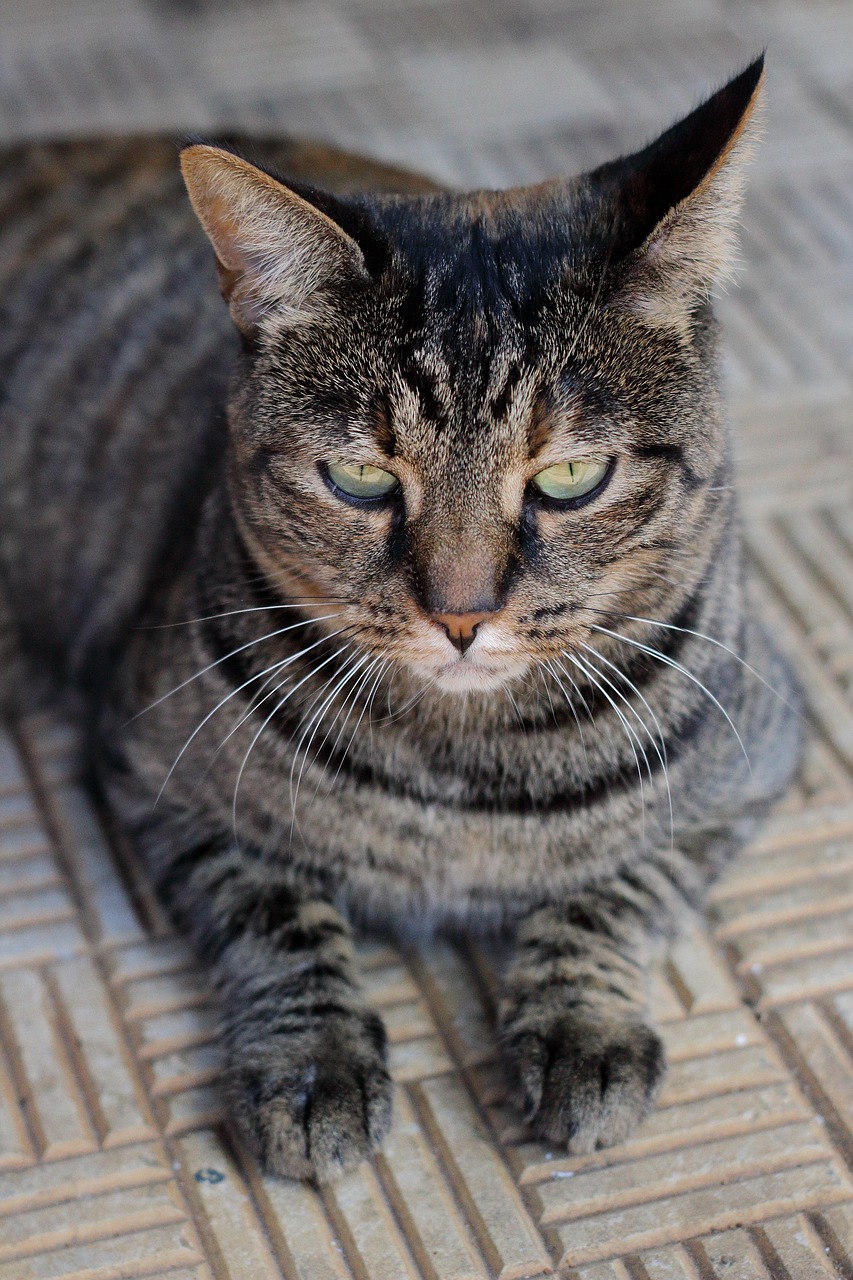 Kat Huisdier Dier - Gratis foto op Pixabay - Pixabay
