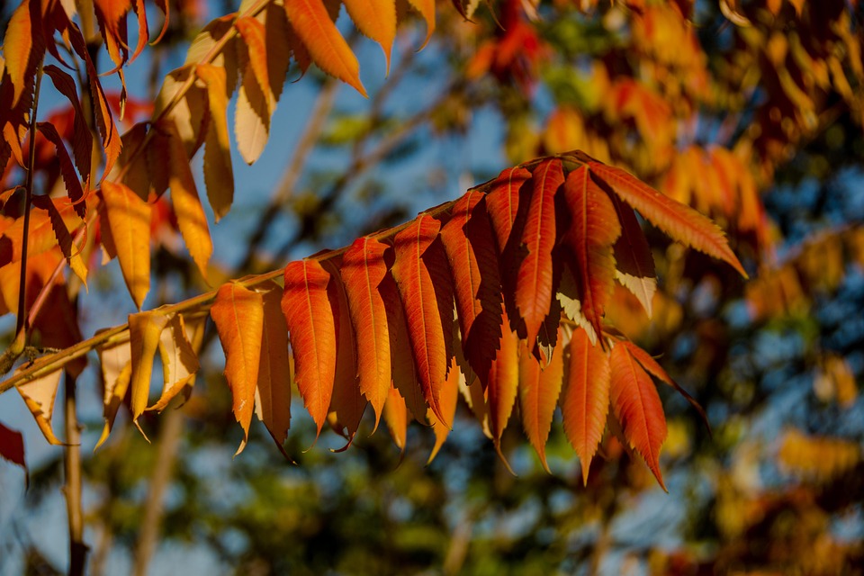 Sumac Leaves Fall - Free photo on Pixabay - Pixabay