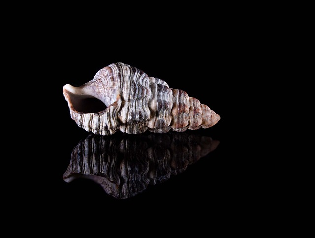 Coquille De Conque - Photo gratuite sur Pixabay - Pixabay