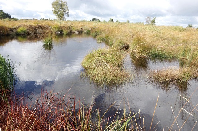 High Fens Belgium Wetland - Free photo on Pixabay - Pixabay