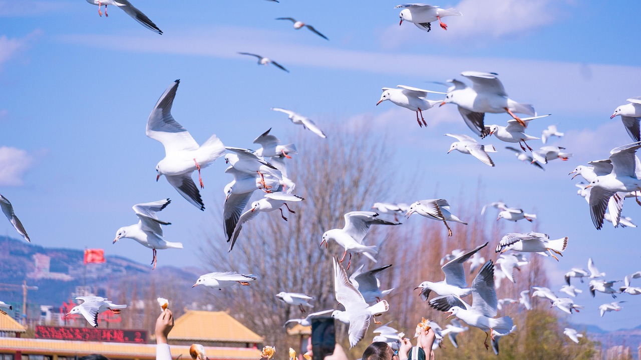 Black-Headed Gulls Seagulls - Free photo on Pixabay - Pixabay