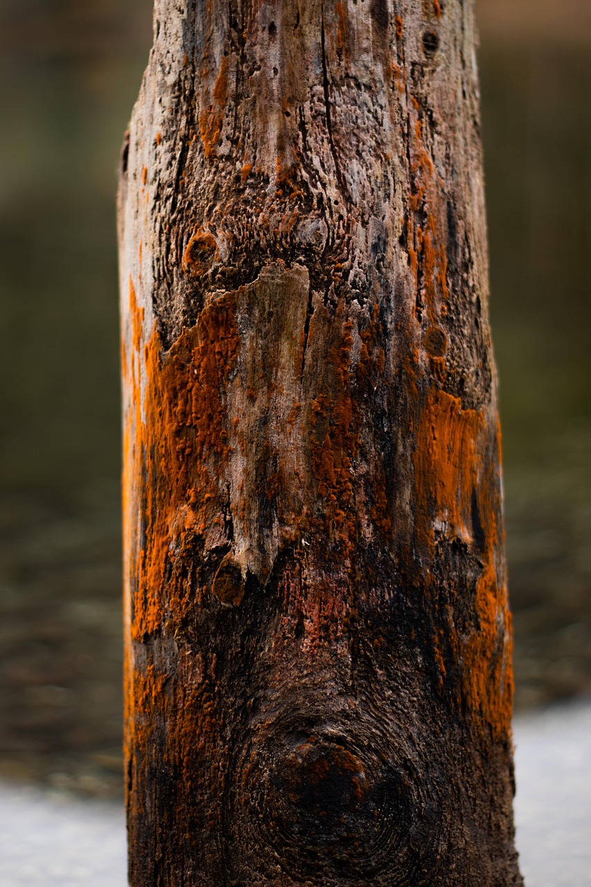 6 Kostenlose Baum Bole Und Natur Bilder Pixabay