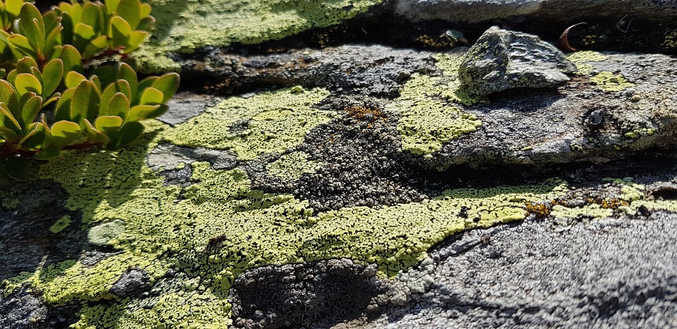 Mousse Nature Vert - Photo gratuite sur Pixabay - Pixabay