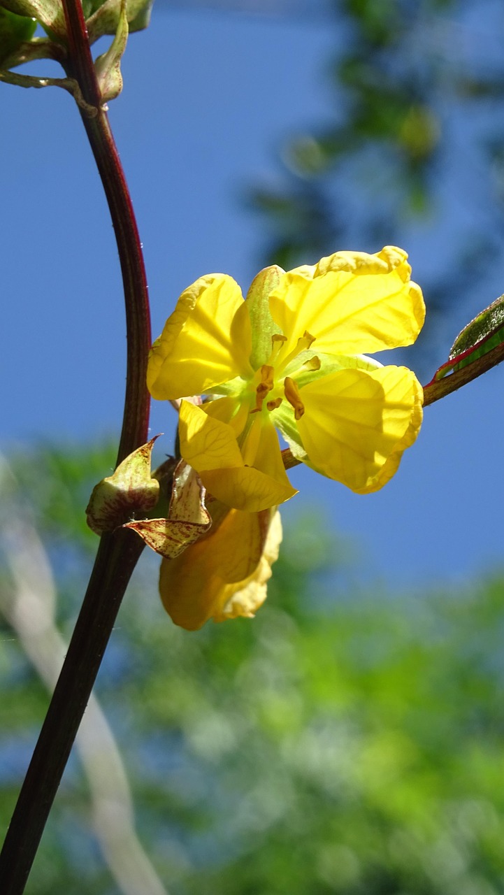 Yellow Flower Natural Wild - Free photo on Pixabay