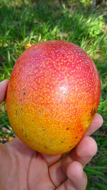 Mango Fruit Ripe Red - Free photo on Pixabay - Pixabay