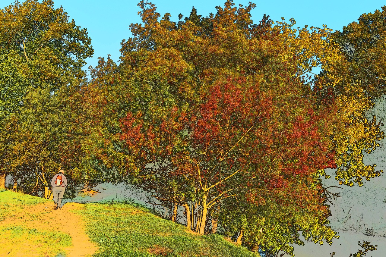 Foliage Fall Forest - Free photo on Pixabay - Pixabay