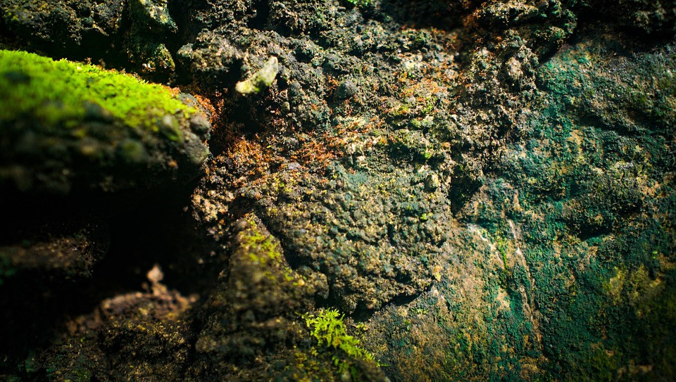 Bug Stone Insects Free Photo On Pixabay
