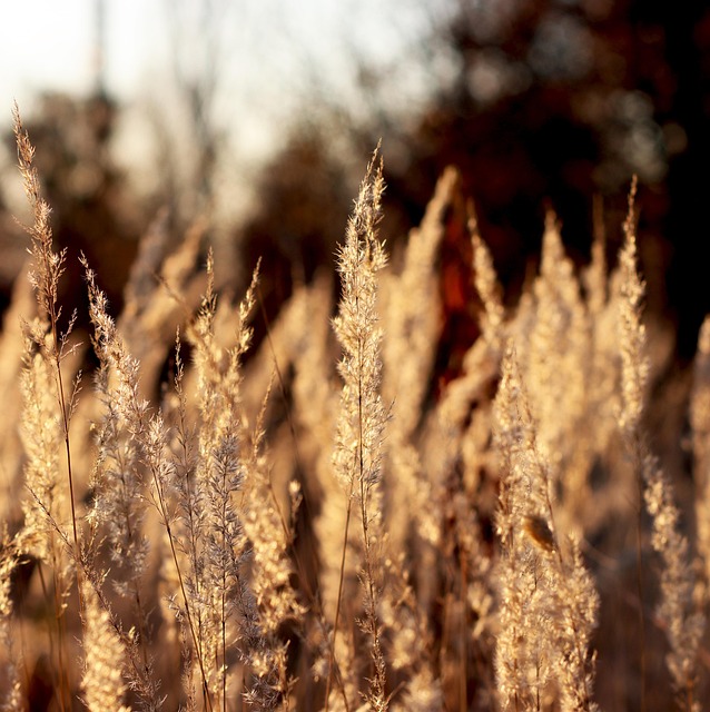 Herbst Sonnenuntergang Wiese - Kostenloses Foto auf Pixabay - Pixabay