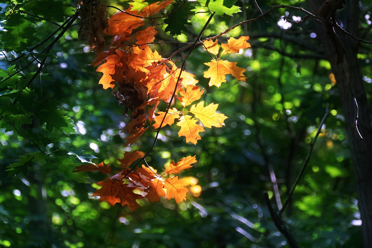 树叶 秋天 树木 - Pixabay上的免费照片 - Pixabay