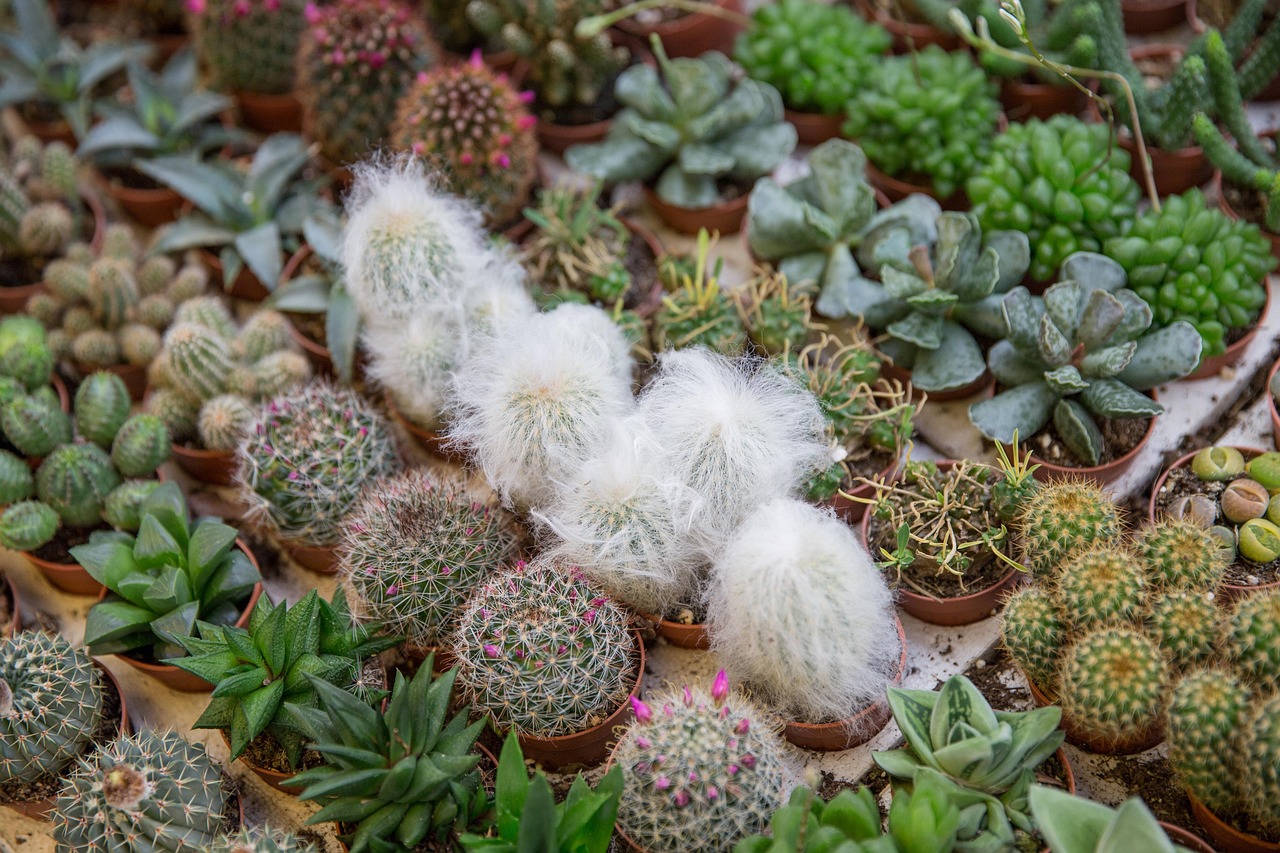 Nature Succulents Botany - Free photo on Pixabay - Pixabay